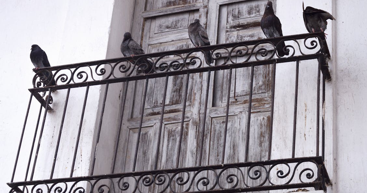 Πώς Διώχνω τα Περιστέρια | Πώς Διώχνουμε τα Περιστέρια από το Μπαλκόνι ...